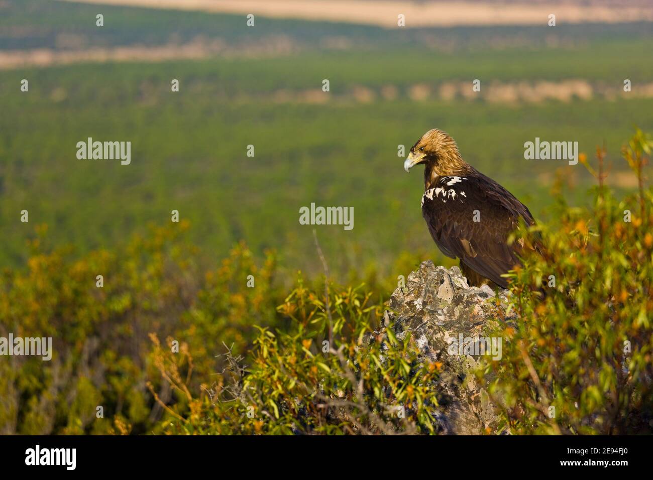 AGUILA IMPERIAL IBERICA (Aquila adalberti Stock Photo - Alamy