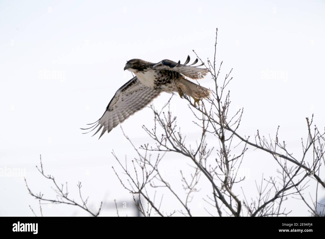 Red Tailed Hawk flying on a winter day or taking off Stock Photo - Alamy