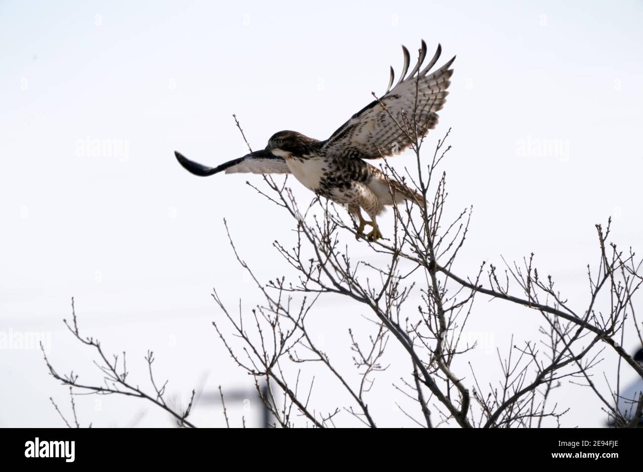 Red Tailed Hawk flying on a winter day or taking off Stock Photo - Alamy