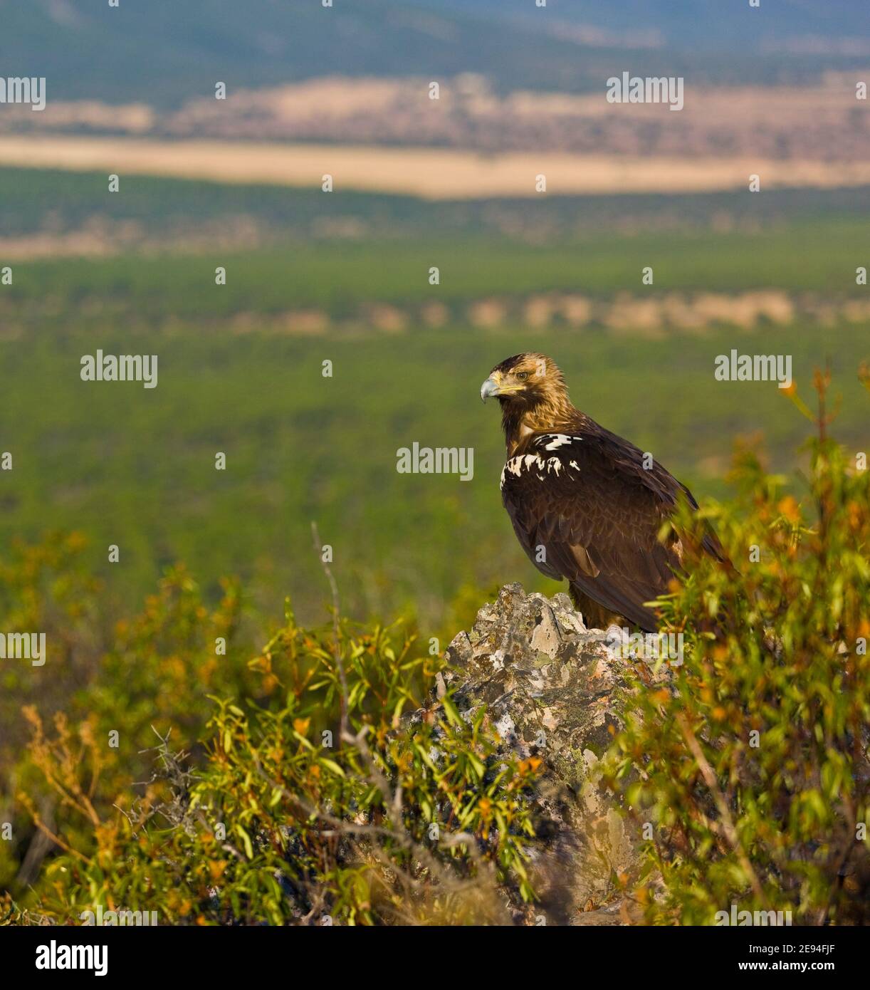 AGUILA IMPERIAL IBERICA (Aquila adalberti Stock Photo - Alamy