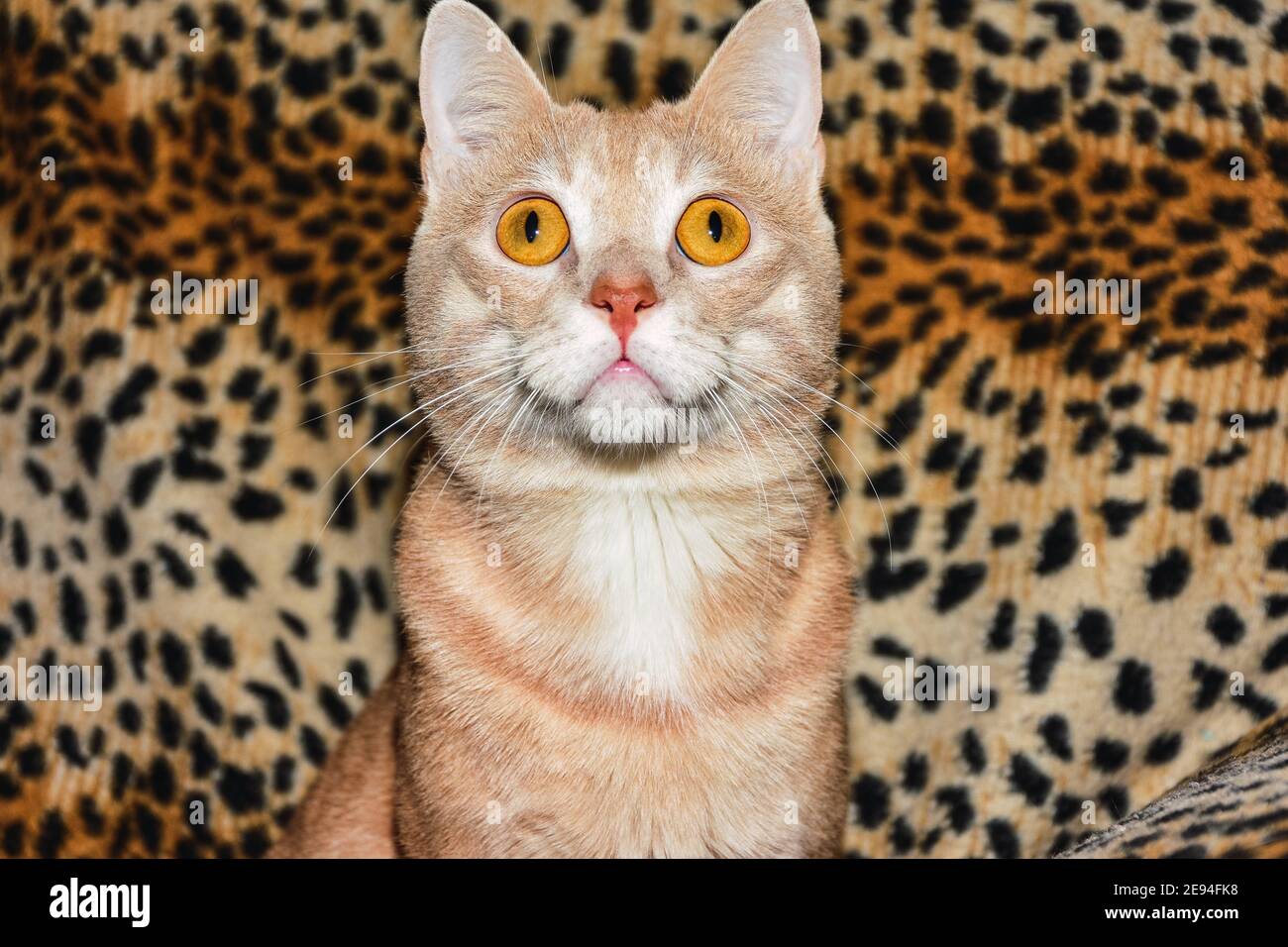 Closeup shot of a yellow-eyed cat looking to the camera Stock Photo - Alamy