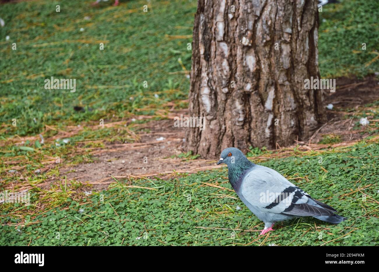 Closeup shot brown pigeon hi-res stock photography and images - Alamy