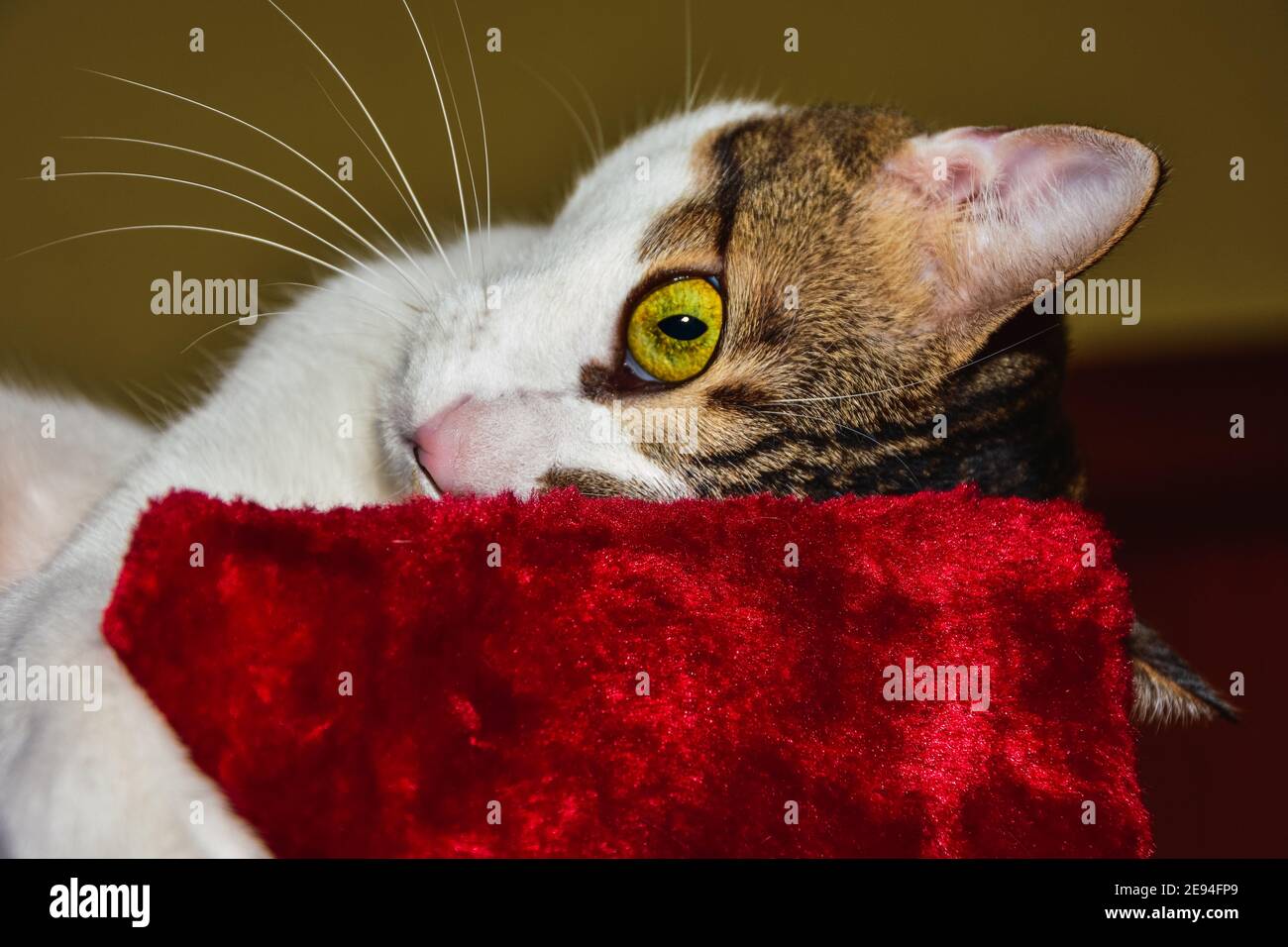 Closeup shot of a green-eyed cat looking to the camera Stock Photo - Alamy
