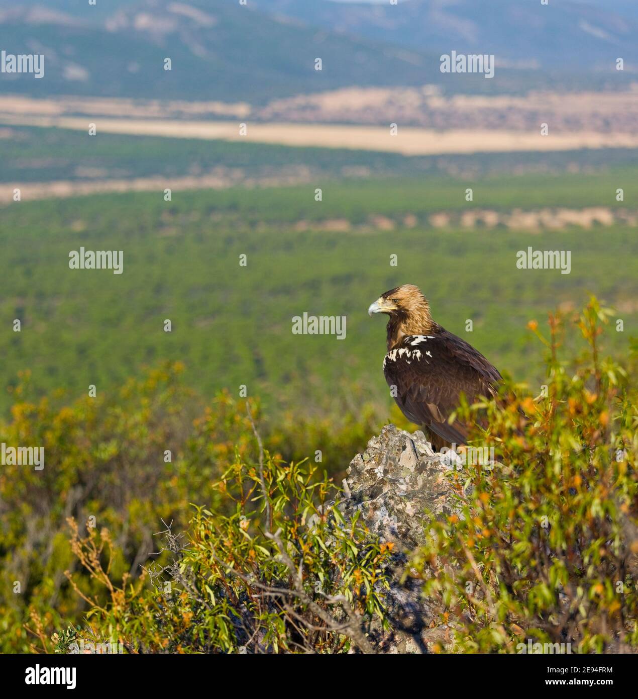 AGUILA IMPERIAL IBERICA (Aquila adalberti Stock Photo - Alamy