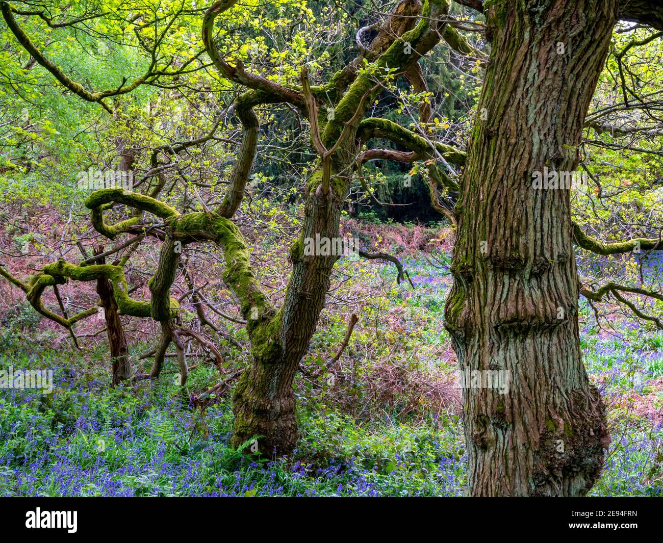 Trees in spring at Bow Wood near Lea in the Derbyshire Peak District ...