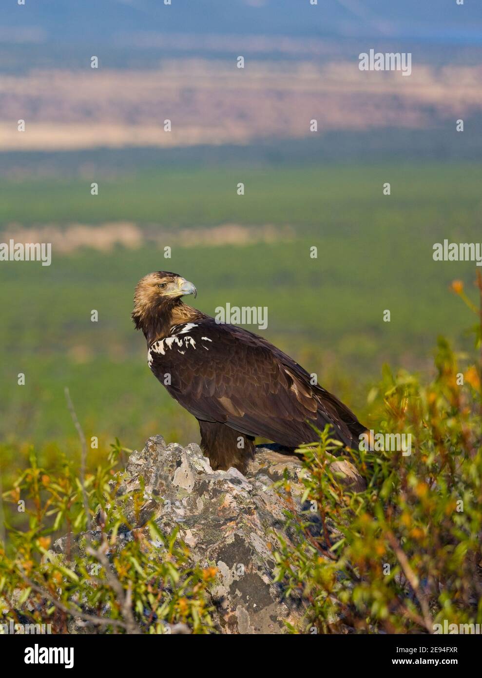 AGUILA IMPERIAL IBERICA (Aquila adalberti Stock Photo - Alamy