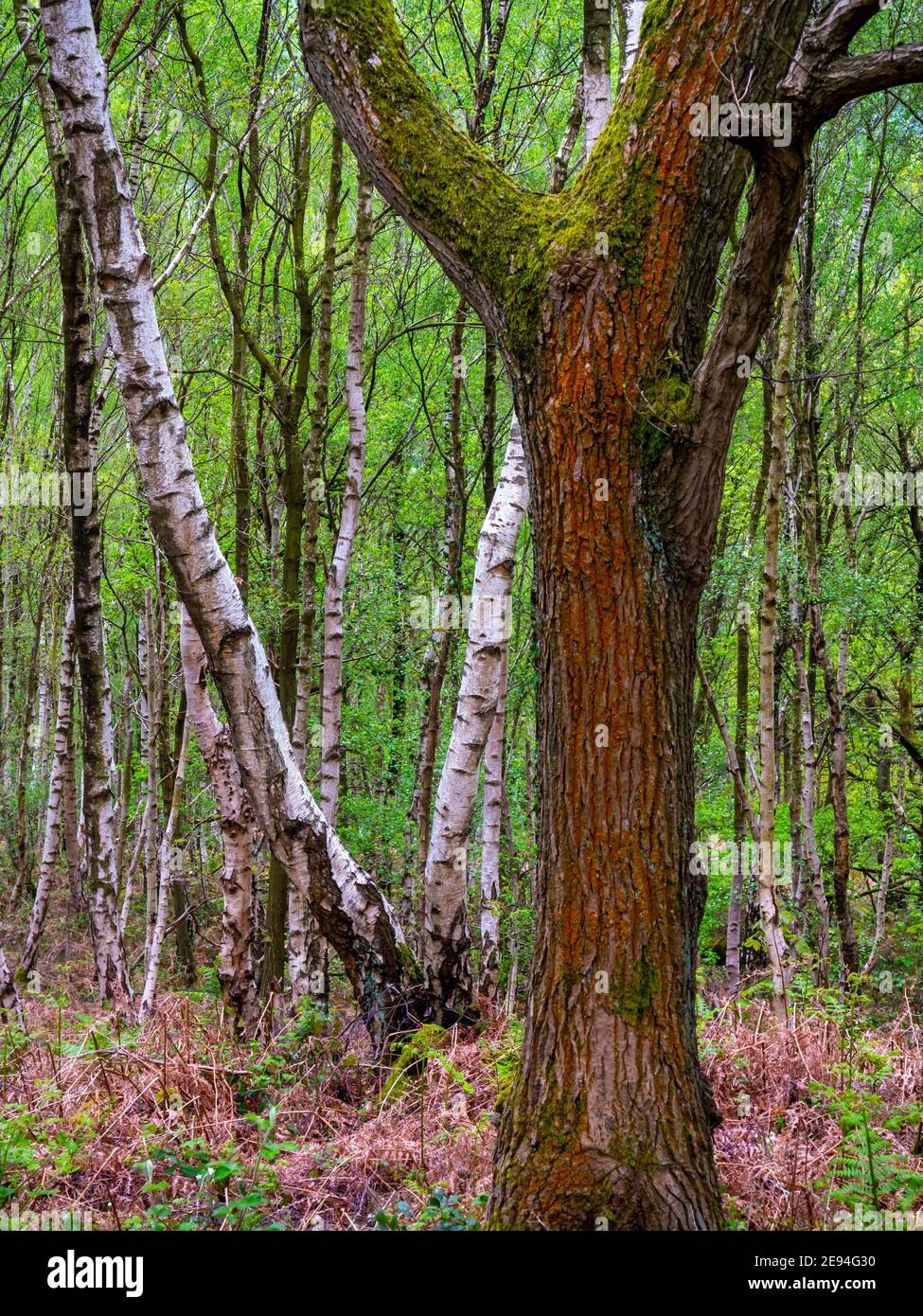 Trees in spring at Bow Wood near Lea in the Derbyshire Peak District ...