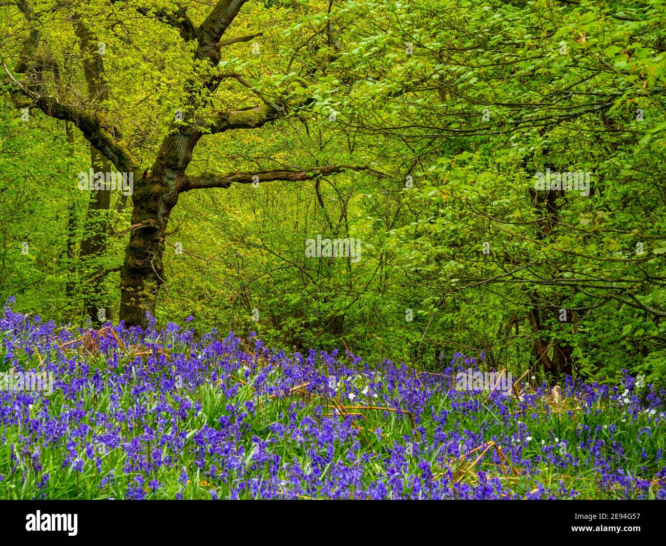Bluebells and trees in spring at Bow Wood near Lea in the Derbyshire ...