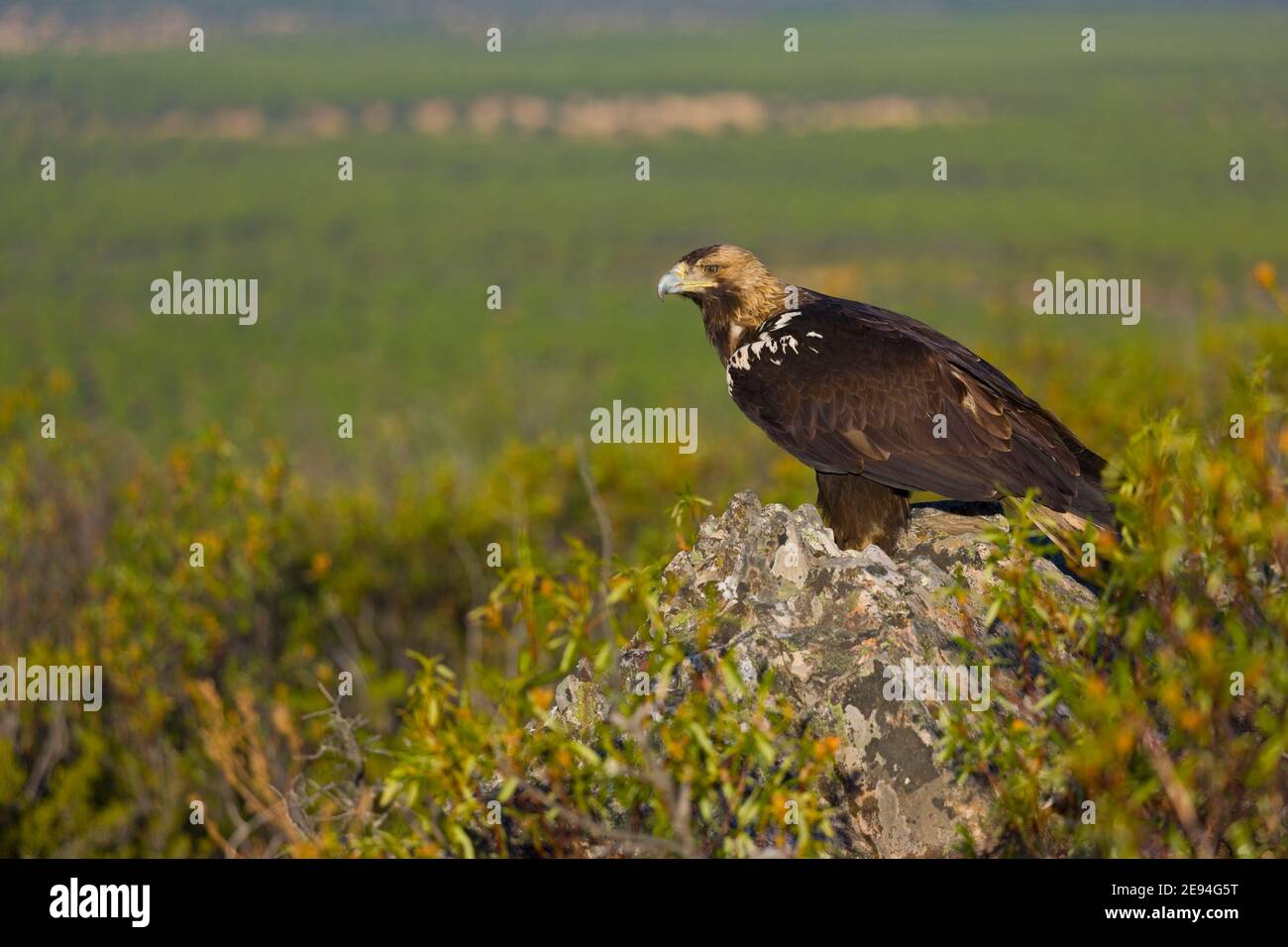 AGUILA IMPERIAL IBERICA (Aquila adalberti Stock Photo - Alamy