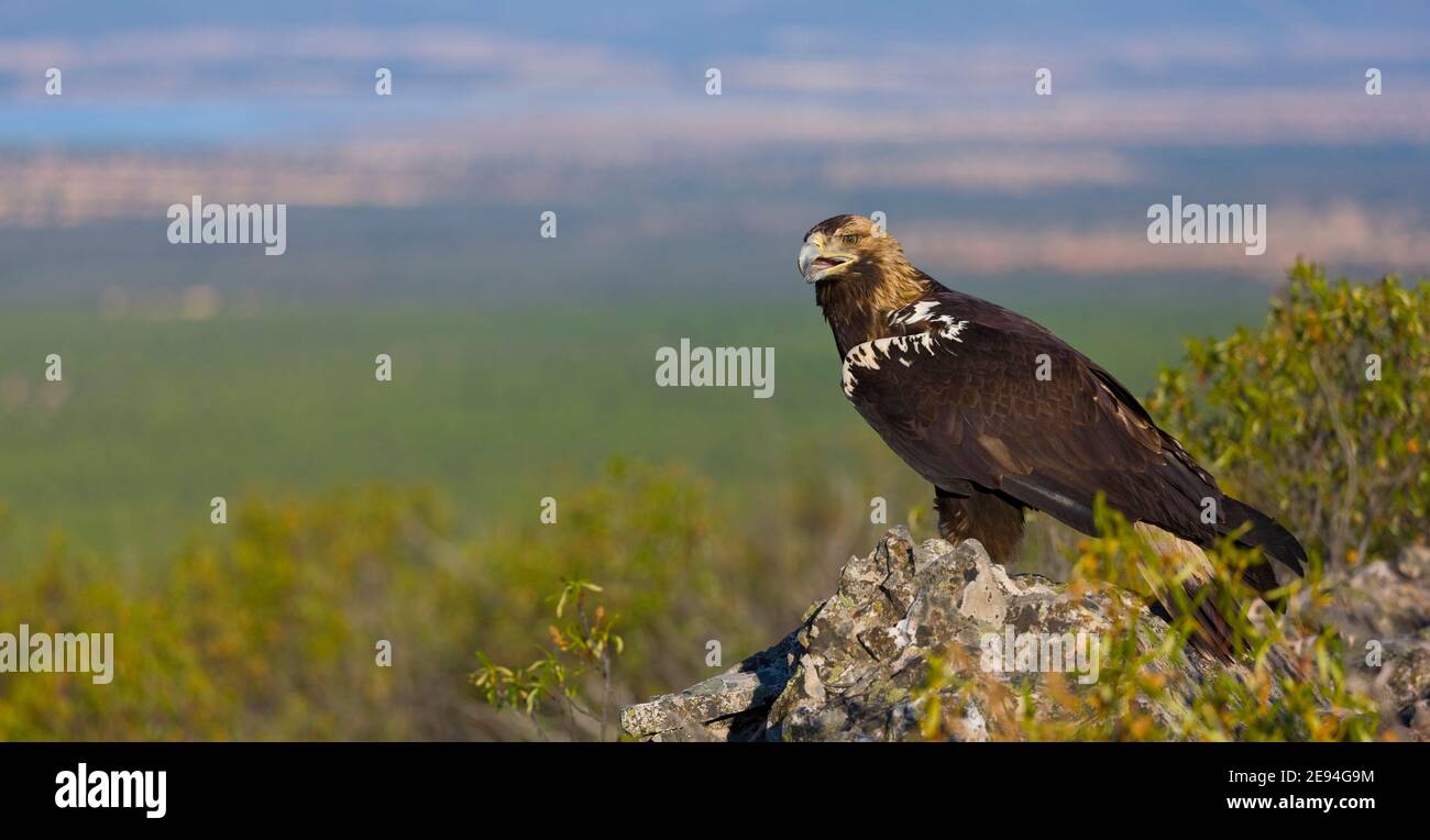 AGUILA IMPERIAL IBERICA (Aquila adalberti Stock Photo - Alamy