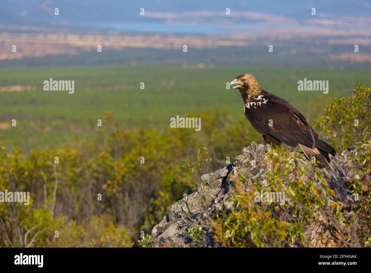AGUILA IMPERIAL IBERICA (Aquila adalberti Stock Photo - Alamy