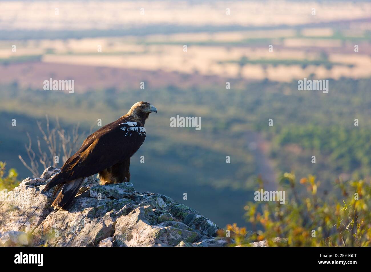 AGUILA IMPERIAL IBERICA (Aquila adalberti Stock Photo - Alamy