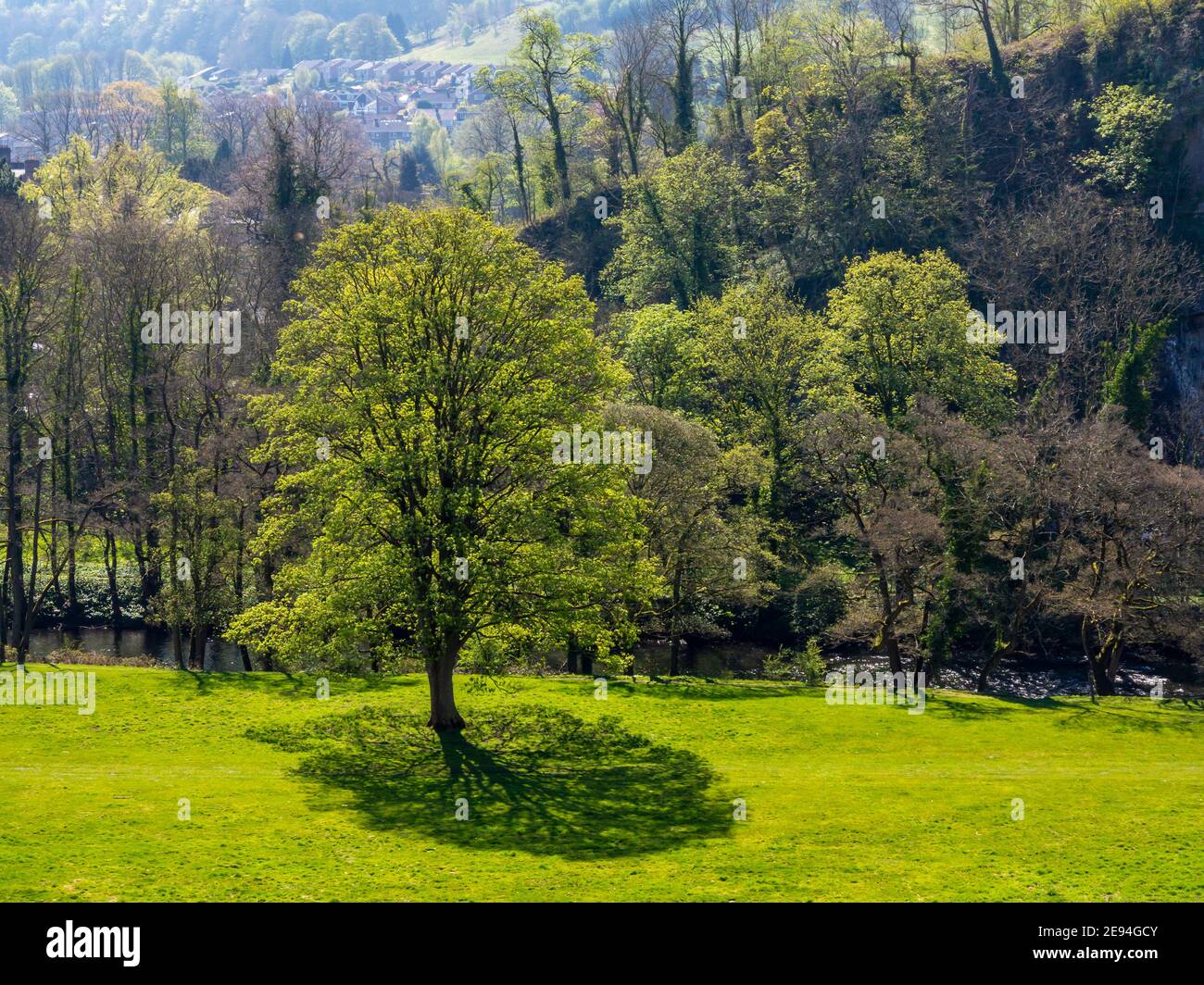 Trees in early spring in Cromford in the Derbyshire Dales area of the ...
