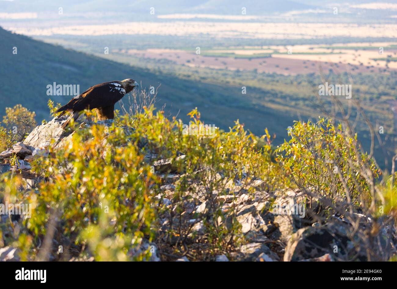 AGUILA IMPERIAL IBERICA (Aquila adalberti Stock Photo - Alamy
