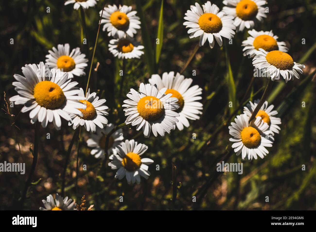 Closeup shot of wild daisies in a field Stock Photo - Alamy