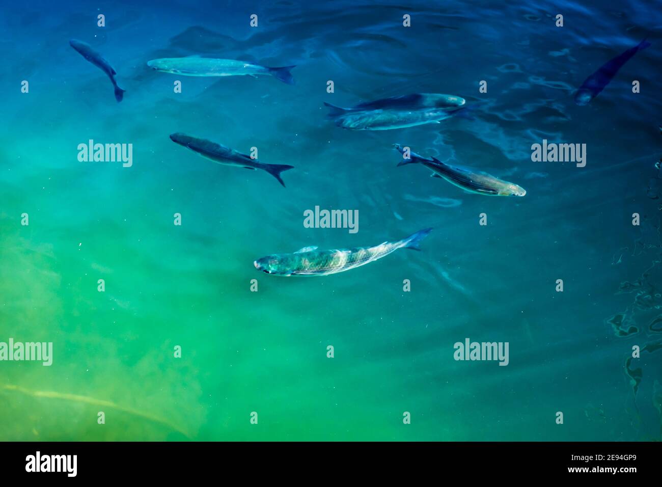 Top view fishes swimming in hi-res stock photography and images - Alamy