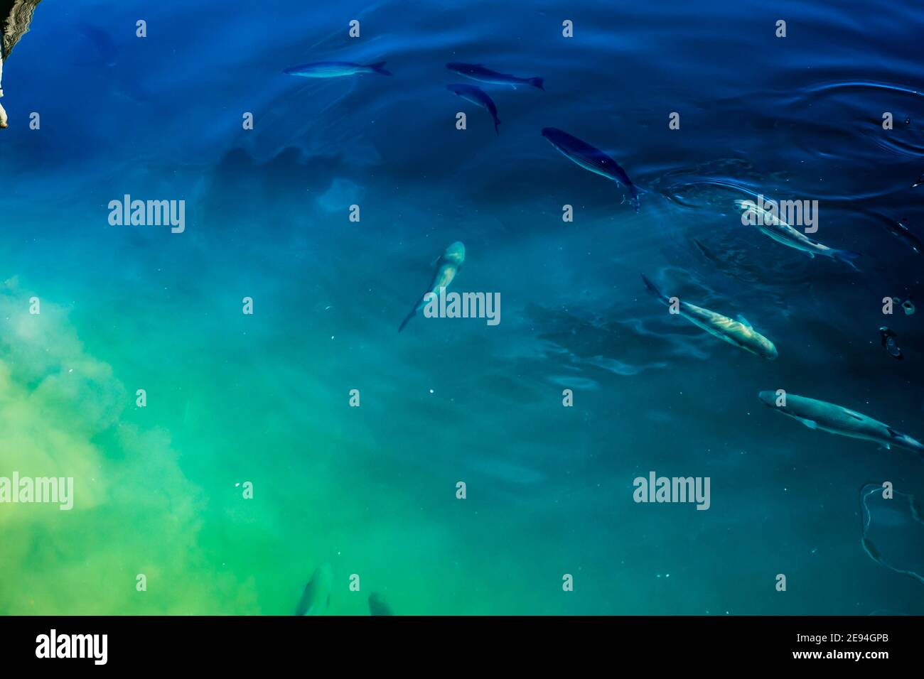 Top view fishes swimming in hi-res stock photography and images - Alamy