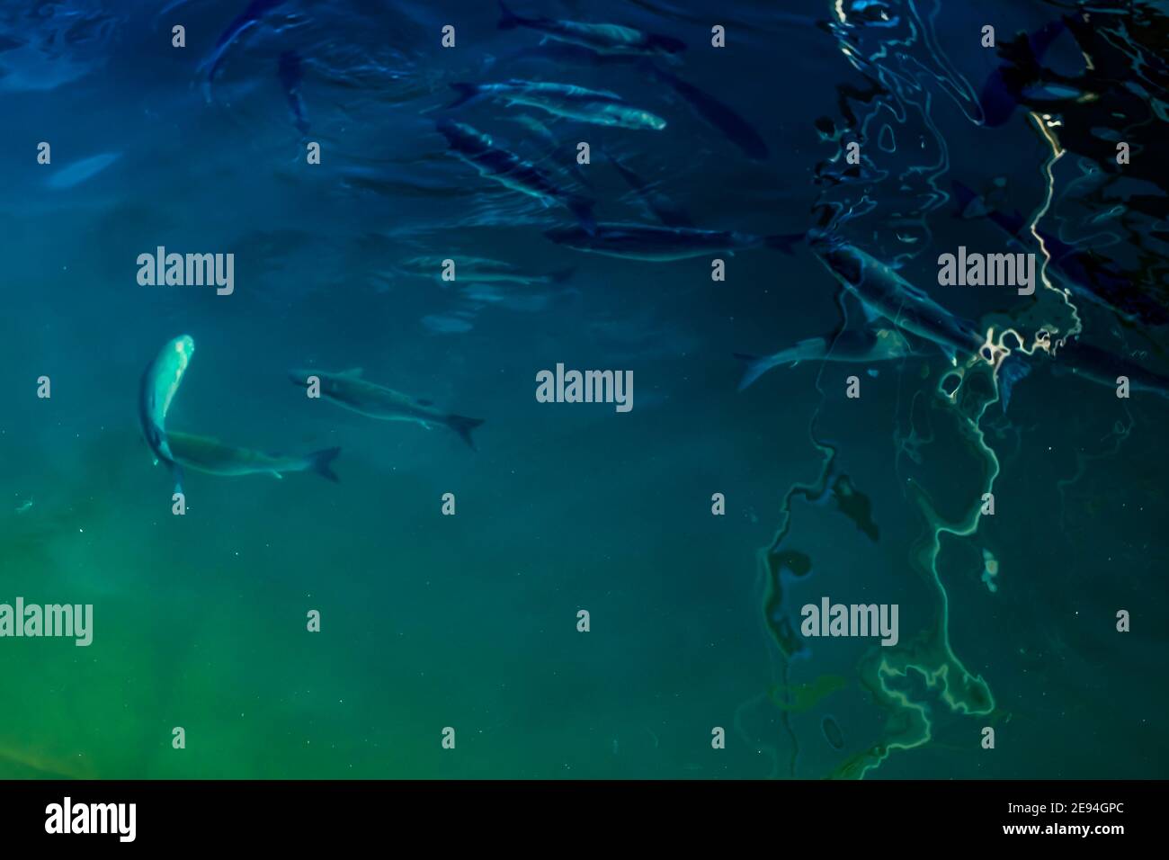 fish in water, close view Stock Photo - Alamy