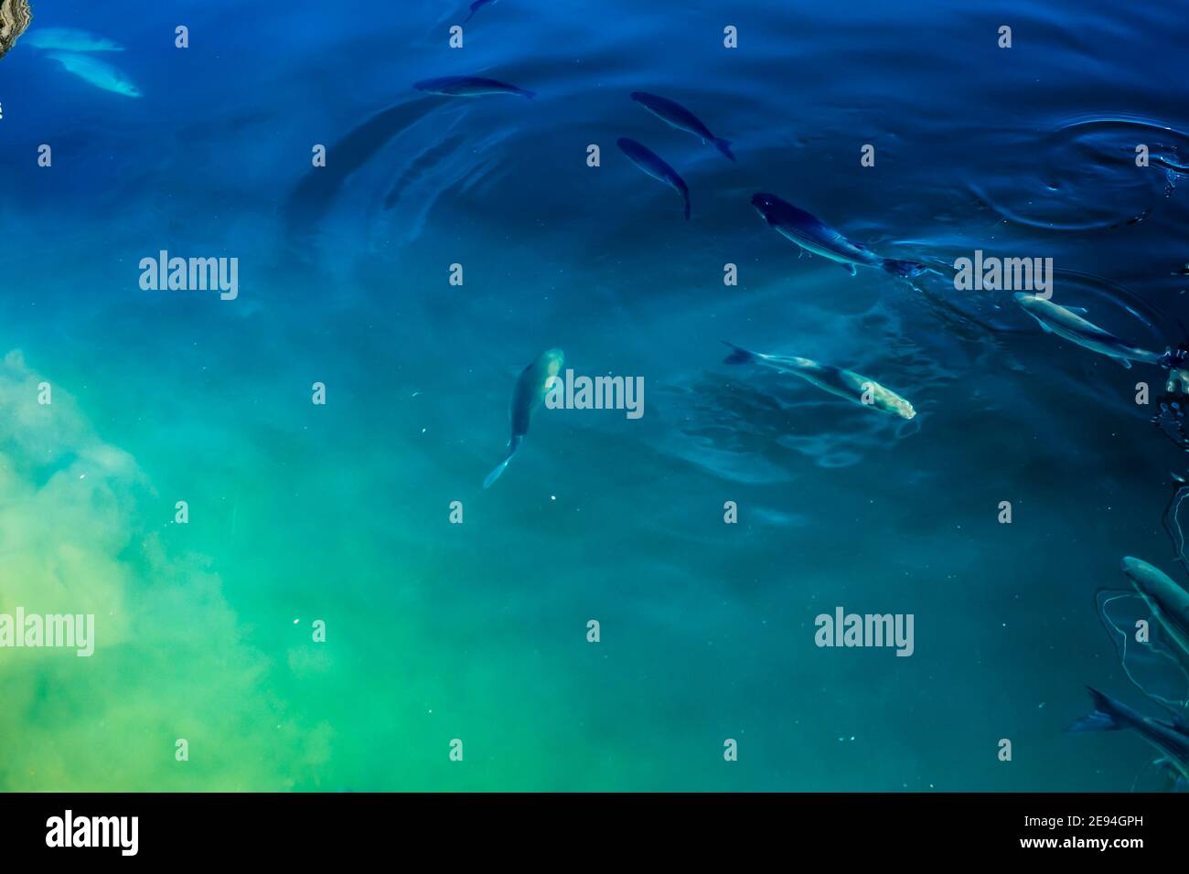 fish in water, close view Stock Photo - Alamy