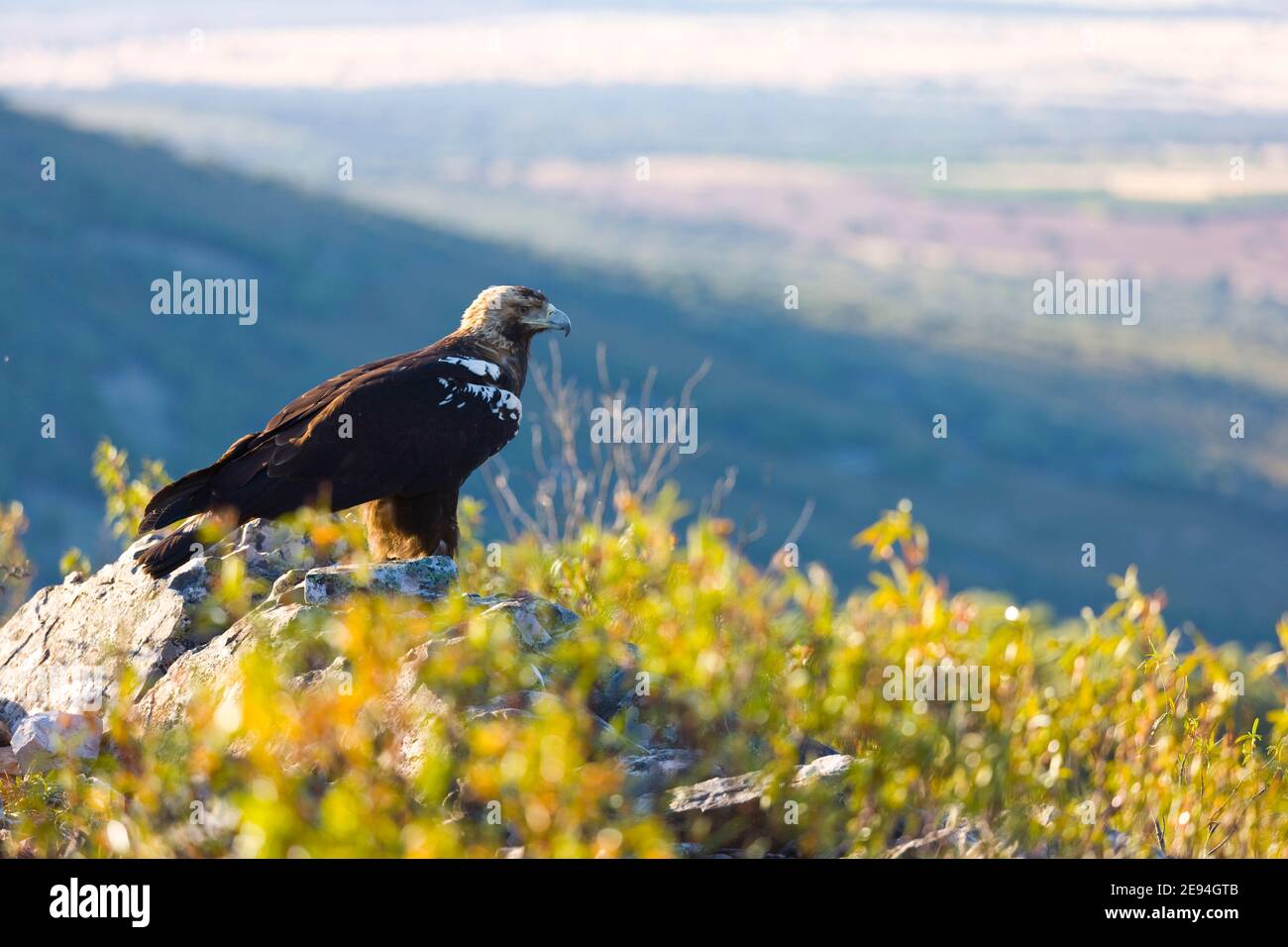 AGUILA IMPERIAL IBERICA (Aquila adalberti Stock Photo - Alamy