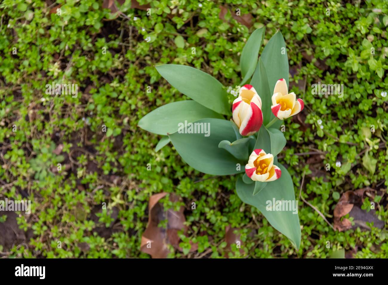 Top view of a tulip flower in a gard Stock Photo - Alamy