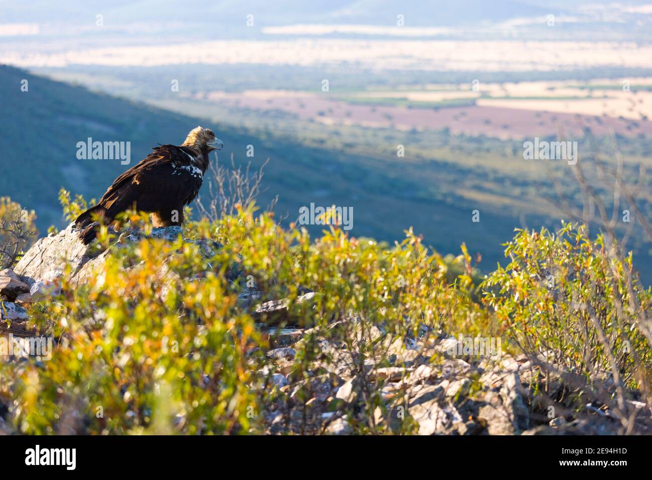 AGUILA IMPERIAL IBERICA (Aquila adalberti Stock Photo - Alamy