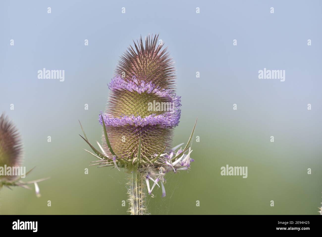 garden thistle not yet fully bloomed, left to dry Stock Photo - Alamy