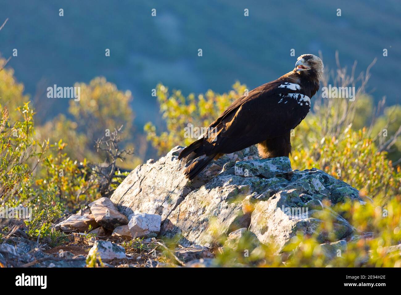 AGUILA IMPERIAL IBERICA (Aquila adalberti Stock Photo - Alamy