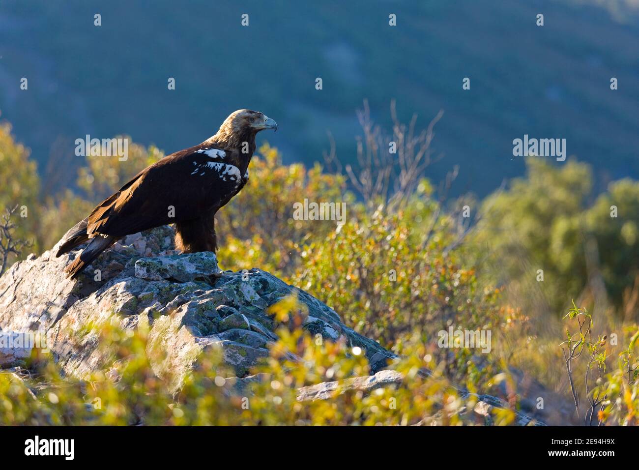 AGUILA IMPERIAL IBERICA (Aquila adalberti Stock Photo - Alamy