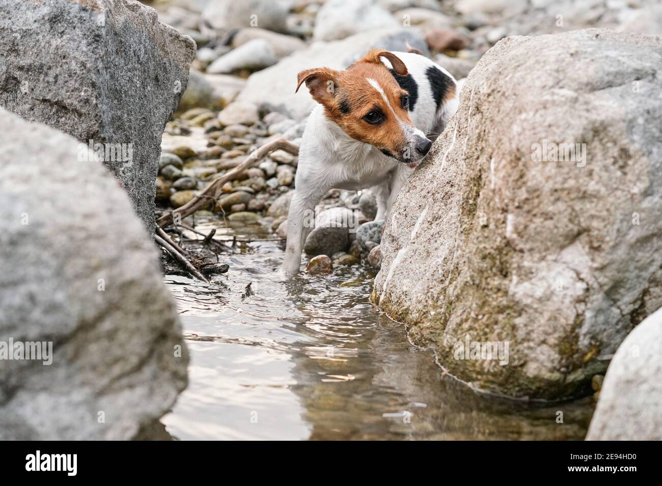Small Jack Russell terrier walking in shallow river water near round ...