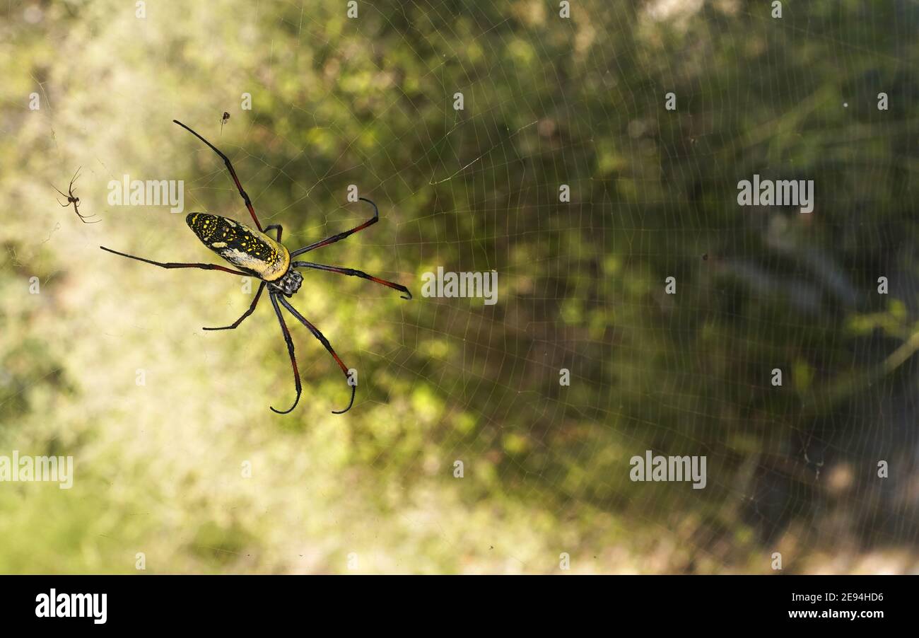 Red legged golden orb weaver spider female - Nephila inaurata ...