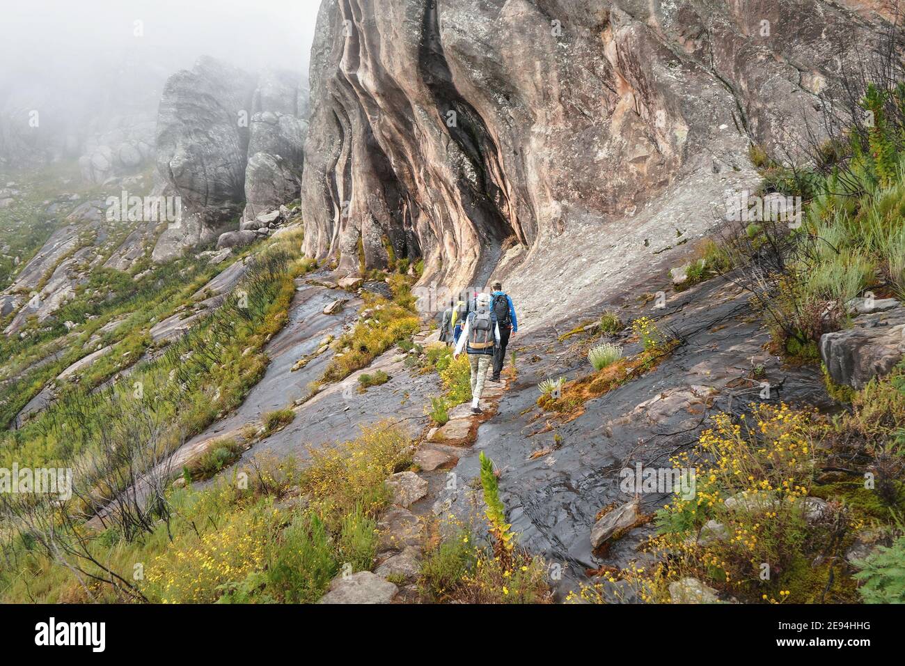 Wet bushes hi-res stock photography and images - Alamy