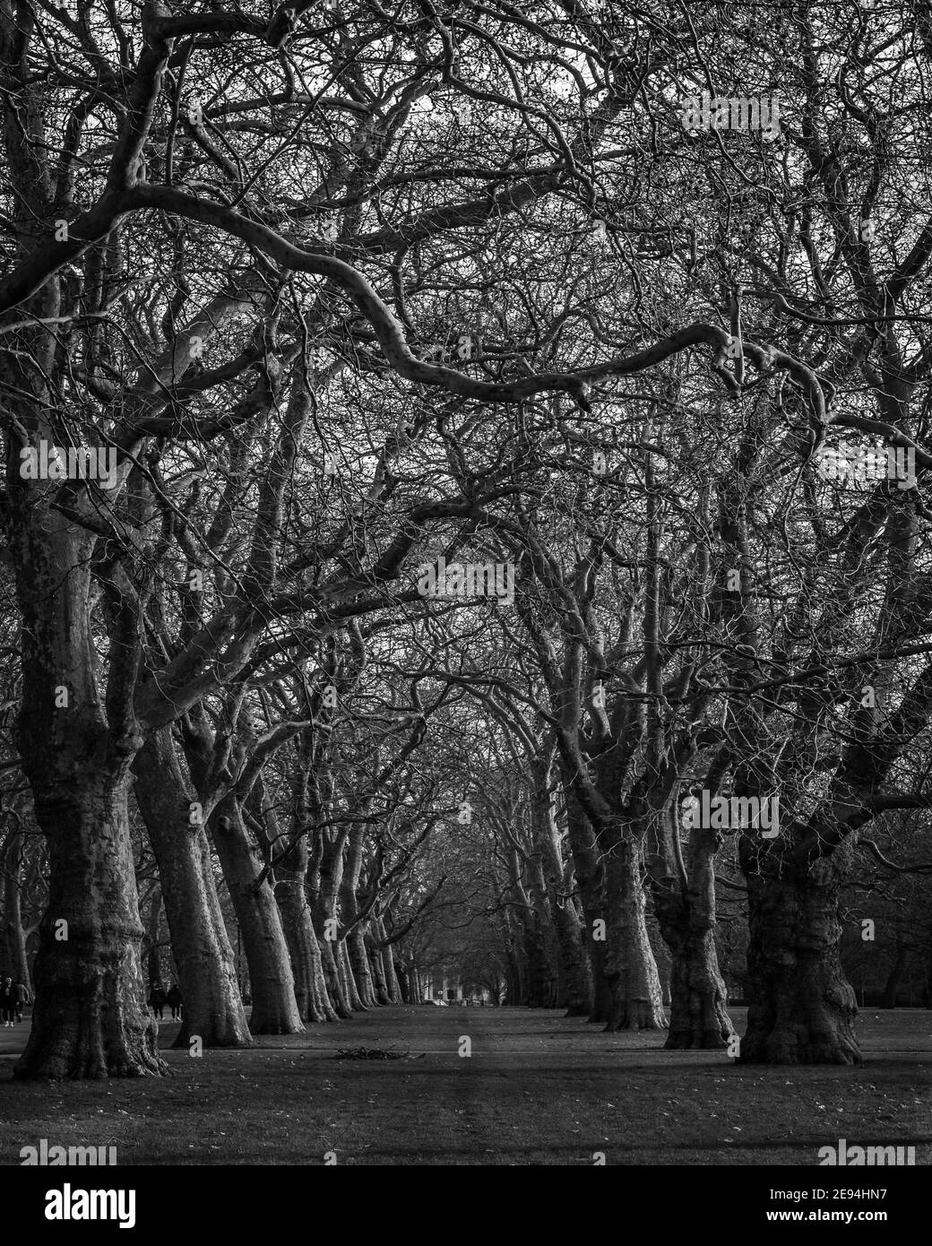 Treelined pathway hi-res stock photography and images - Alamy