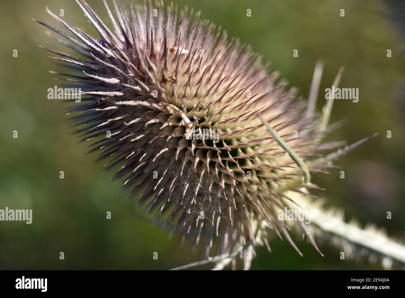 garden thistle not yet fully bloomed, left to dry Stock Photo - Alamy