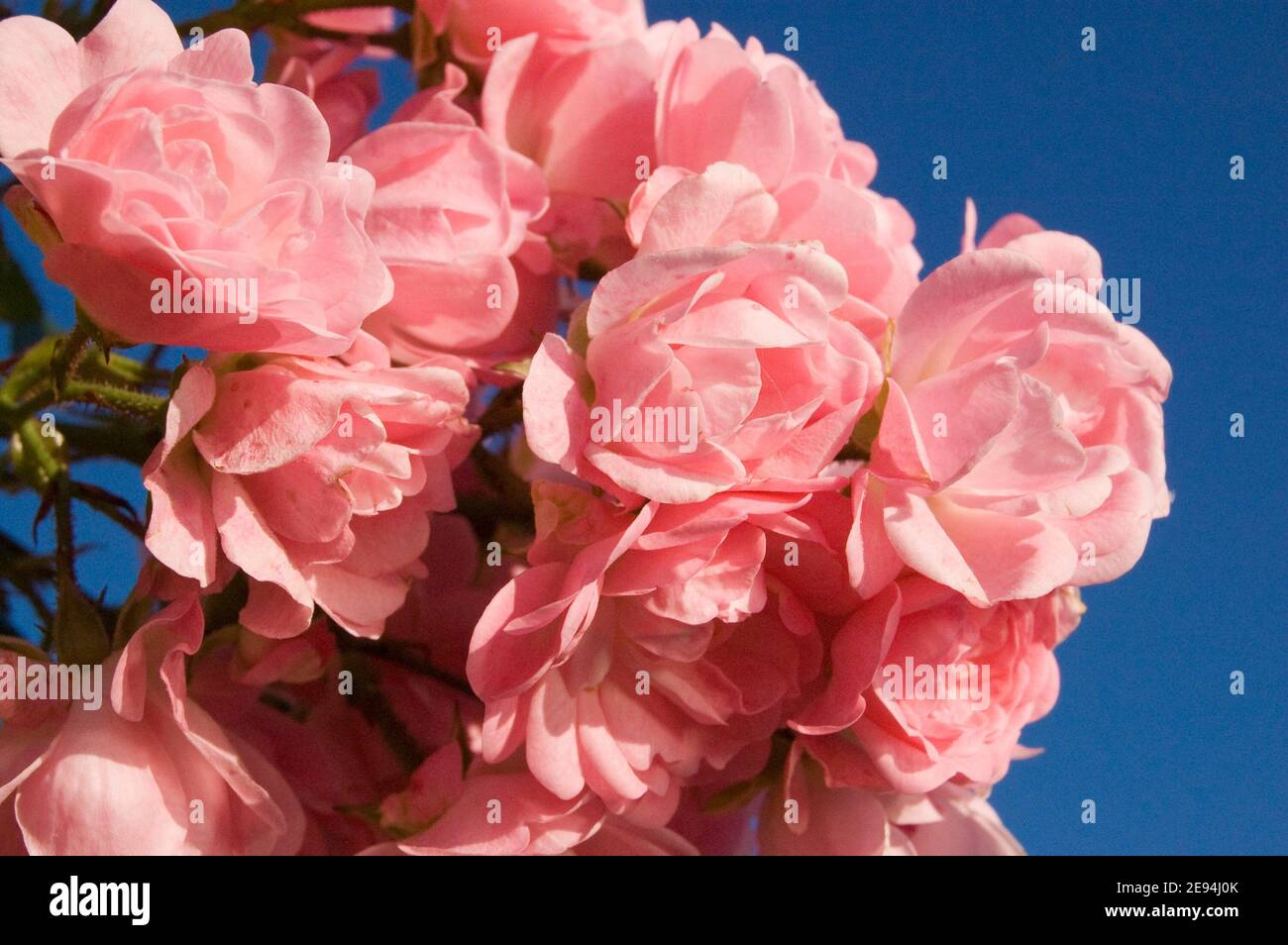 Pink rose blossoms against a blue sky, Summer Stock Photo - Alamy