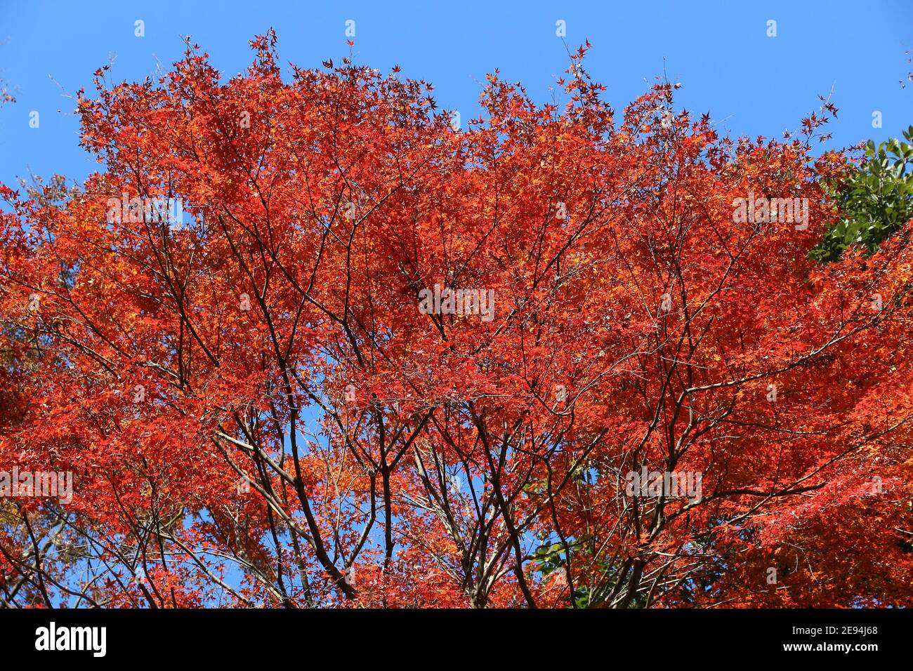 Japan autumn leaves - red maple tree foliage in a park in Kamakura ...