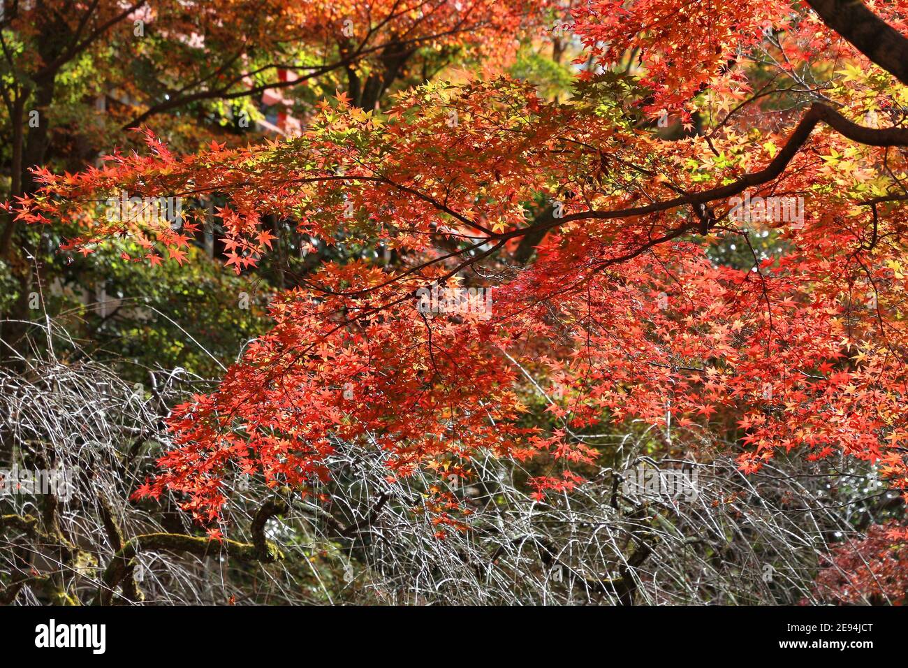 Autumn trees in Japan. Red and orange momiji leaves (maple tree) in ...