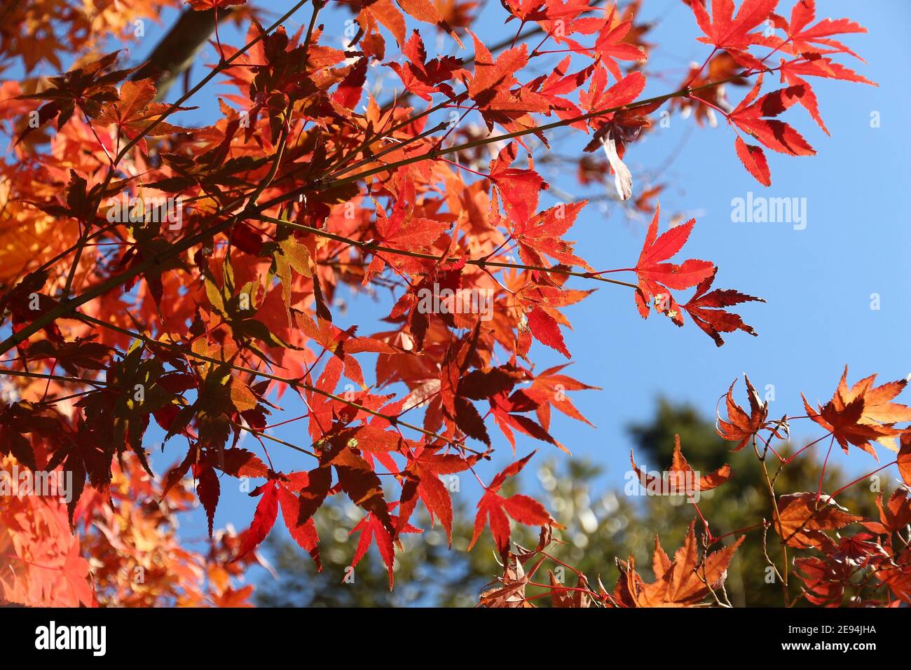 Japan autumn foliage - red maple tree leaves in a park in Kamakura ...