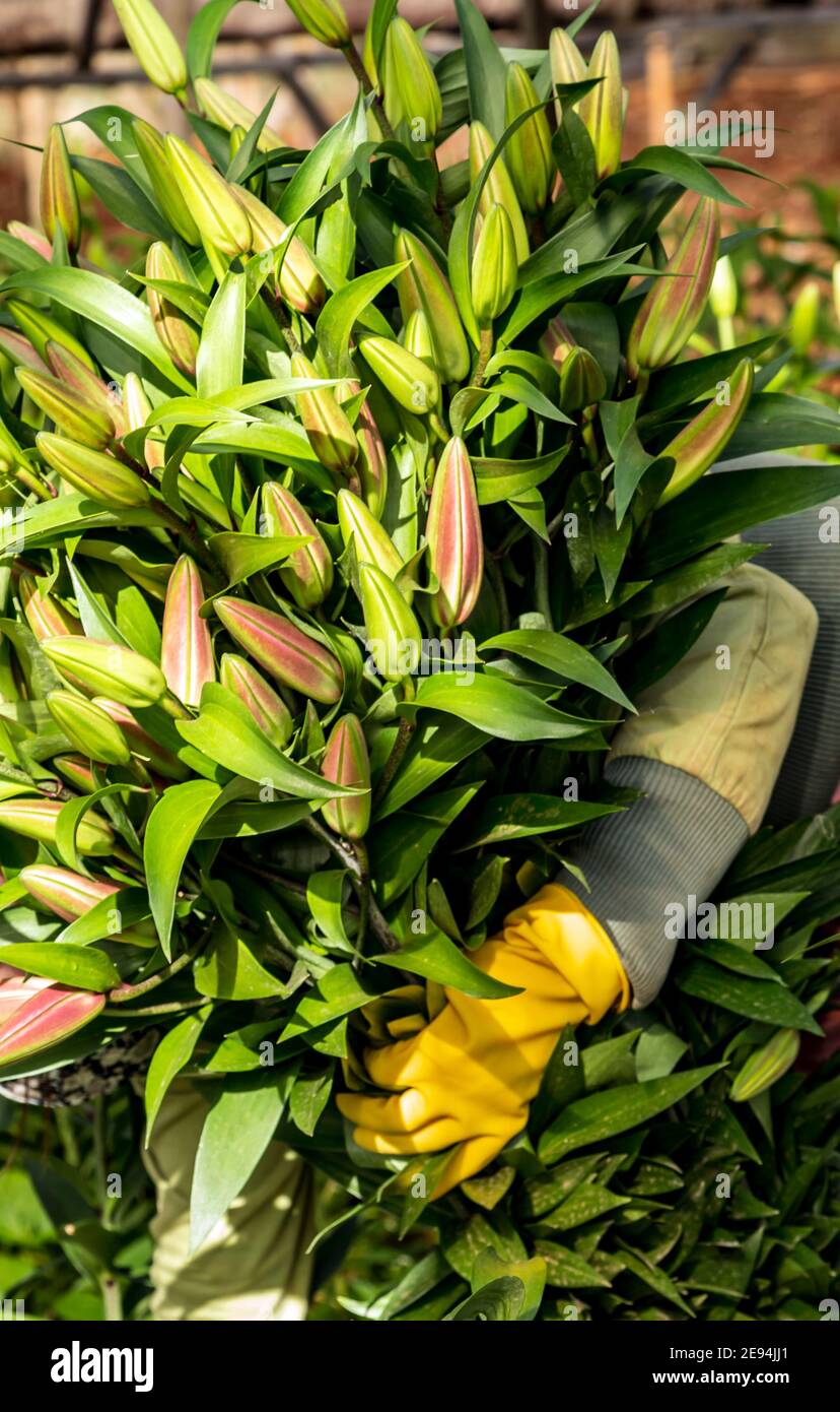 Cut lilies. Lily flower in greenhouse spring plants harvesting Stock ...