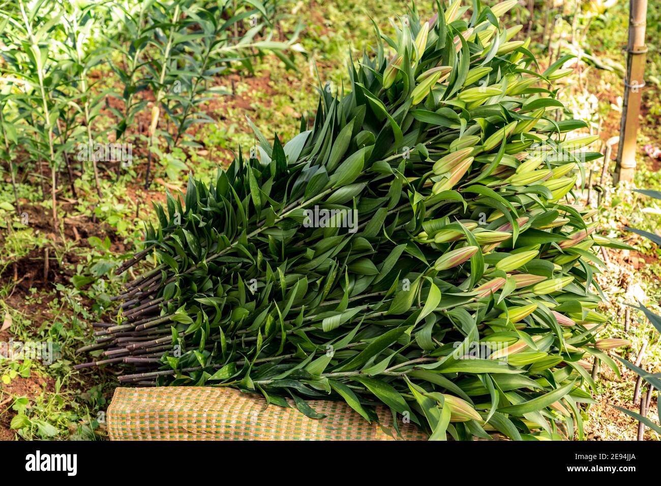 Lilies leaf farm hi-res stock photography and images - Alamy