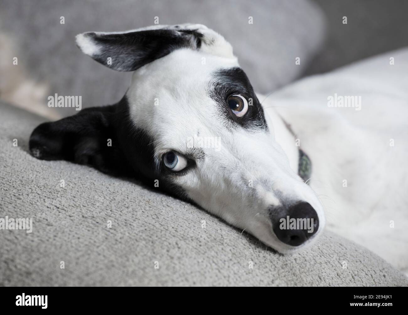 Dog on sofa. Greyhound at home on soft gray armchair Stock Photo - Alamy