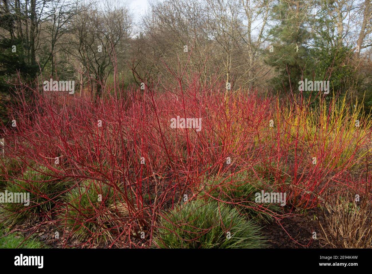 Bright Red Winter Stems on a Deciduous Dogwood Shrub (Cornus alba ...