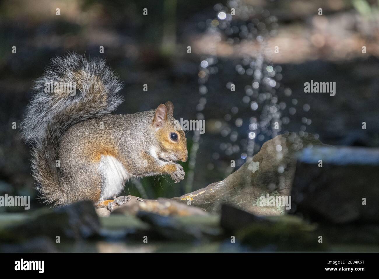 Closeup shot of a cute little squirrel with a long tail sitting on the ...