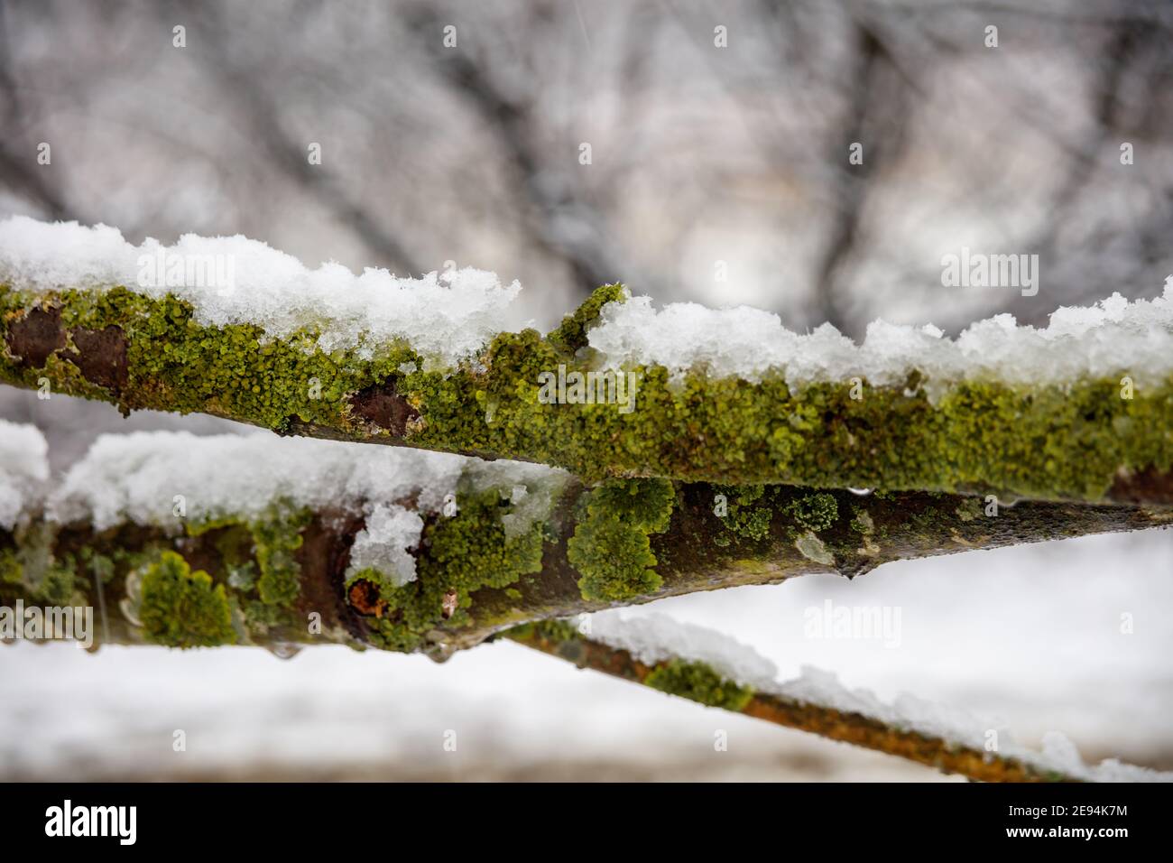 Snow and ice on green tree branch Stock Photo - Alamy