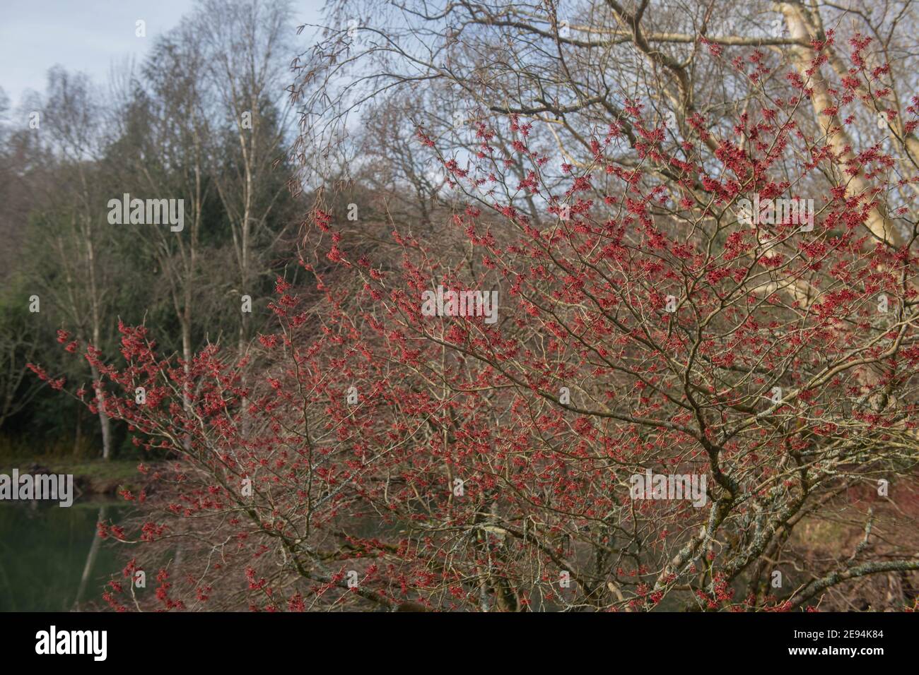 Red Flowers on a Winter Flowering Chinese Witch Hazel Shrub (Hamamelis ...