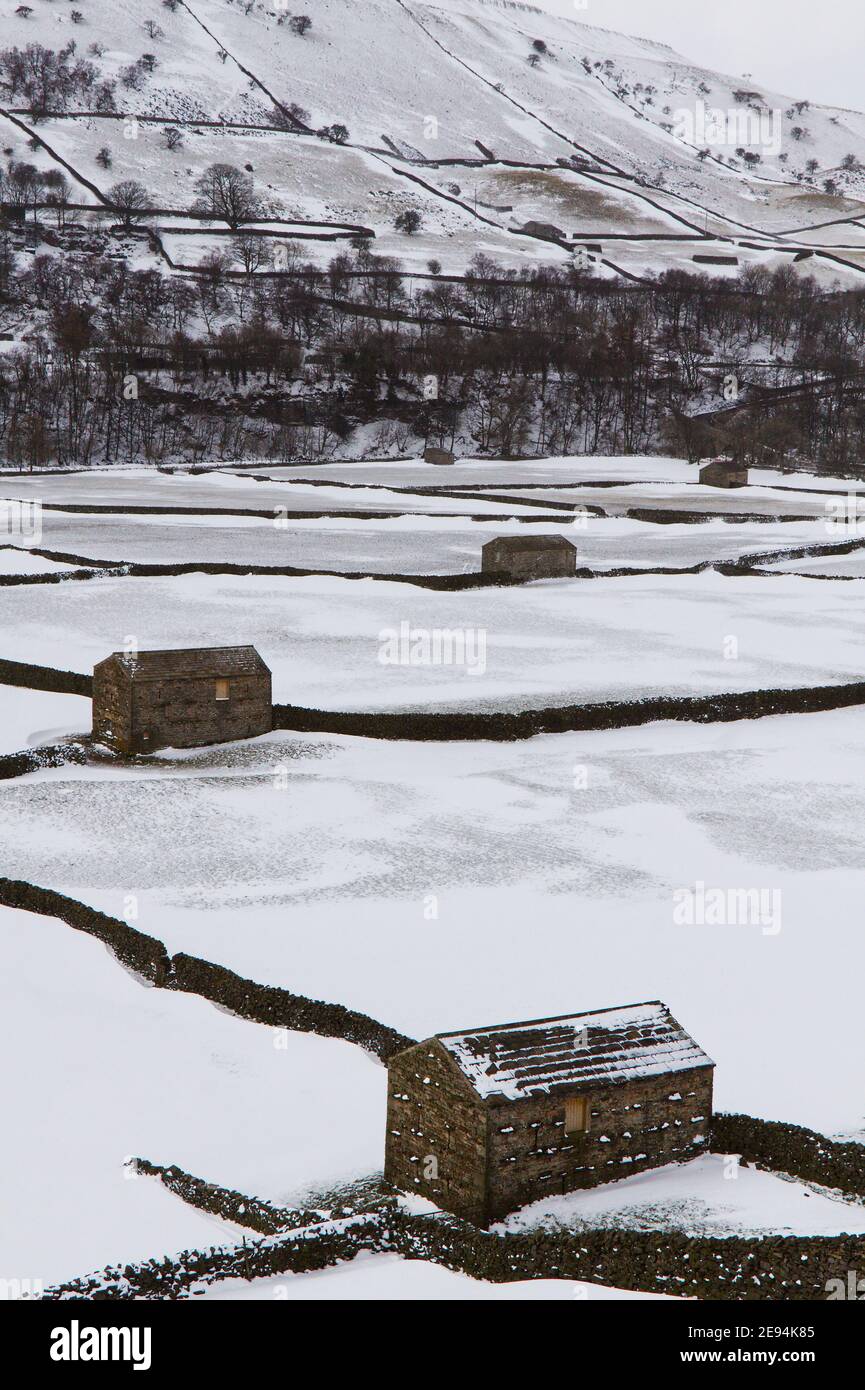 A view of the hay meadows and field barns of Gunnerside, Swaledale ...