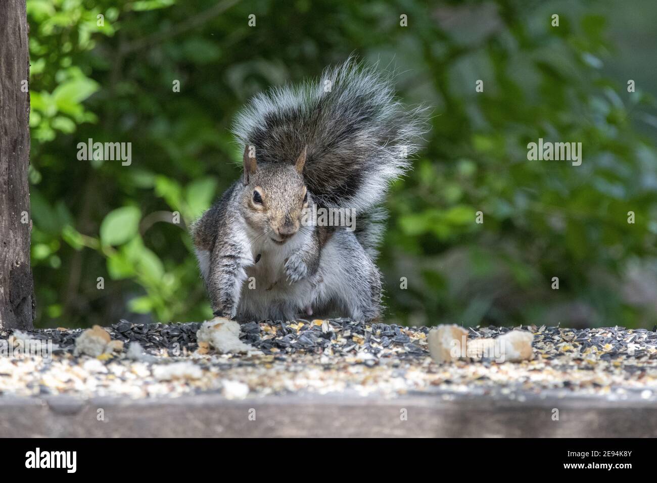 Closeup shot of a squirrel with a long tail sitting on the trunk of the ...