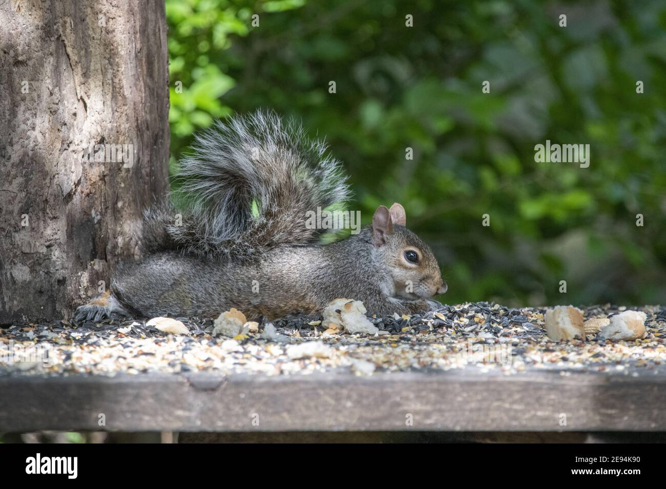 Closeup shot of a squirrel with a long tail sitting on the trunk of the ...