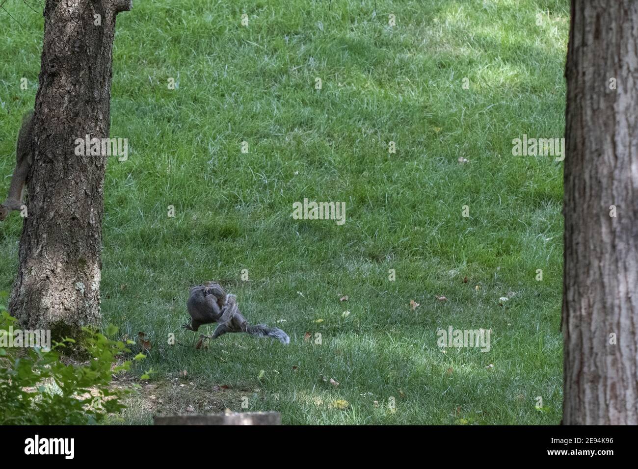 Shot little squirrel long hi-res stock photography and images - Alamy