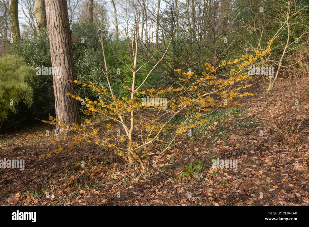 Witch hazel shrub hi-res stock photography and images - Alamy